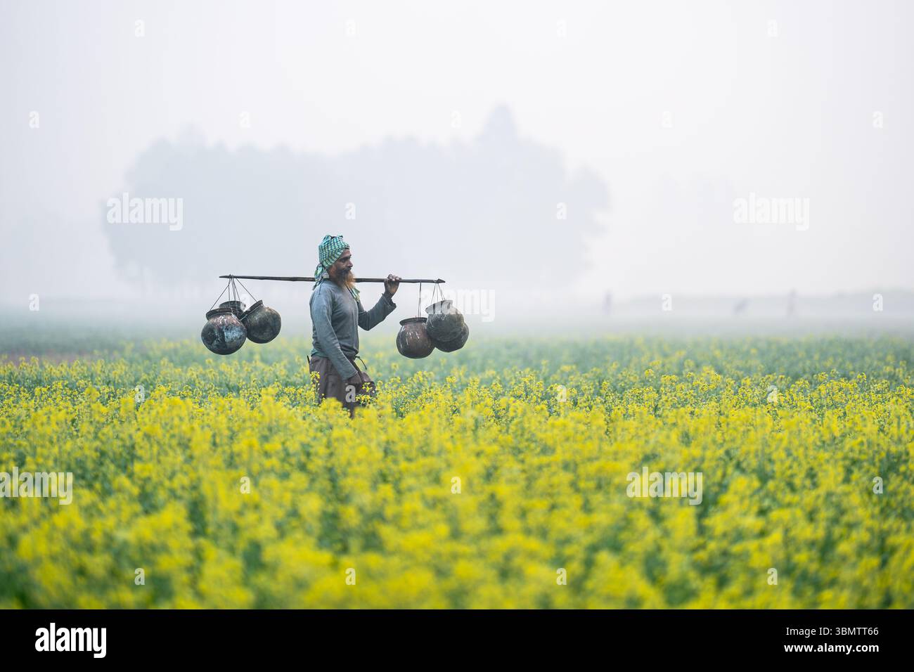 Rural Bengal winter scene of people collecting date palm sap to make ...