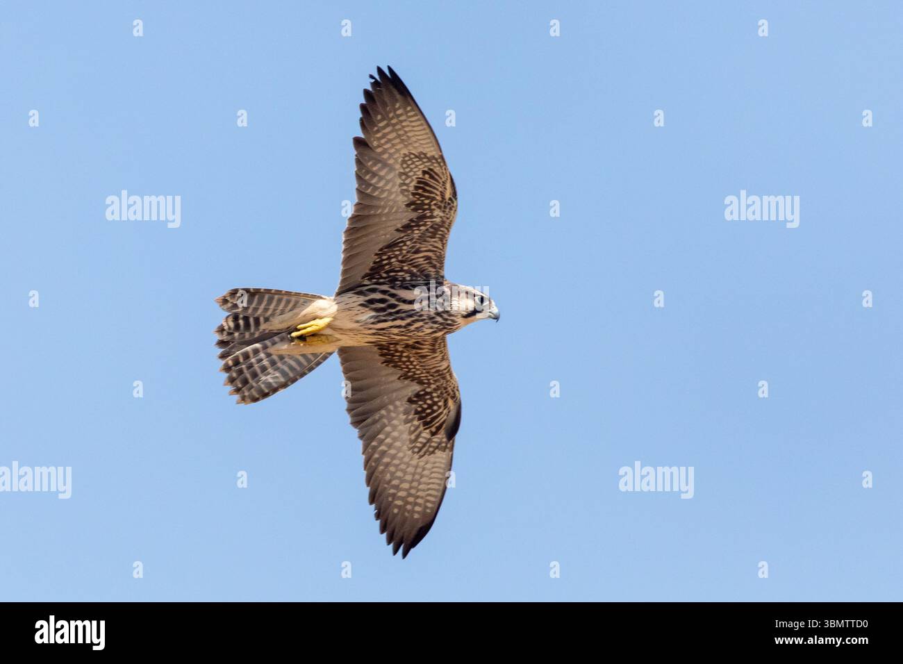 Immature Lanner Falcon (Falco biarmicus) flying,in flight, overhead ...