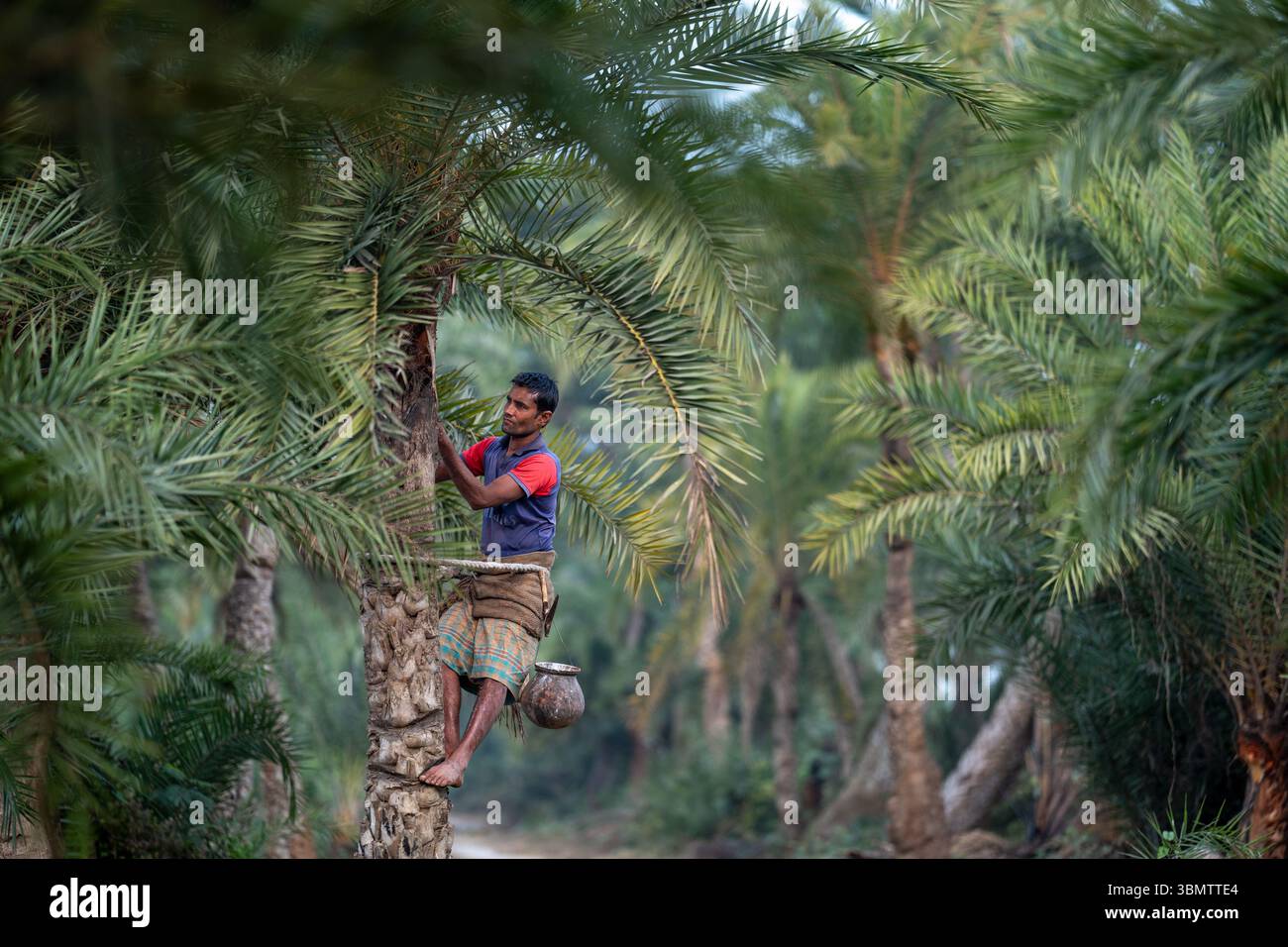 Rural Bengal winter scene of people collecting date palm sap to make ...