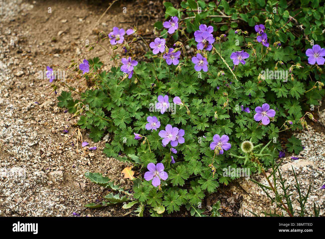 Close-up of a Himalayan geranium with violet flowers on rocky terrain ...
