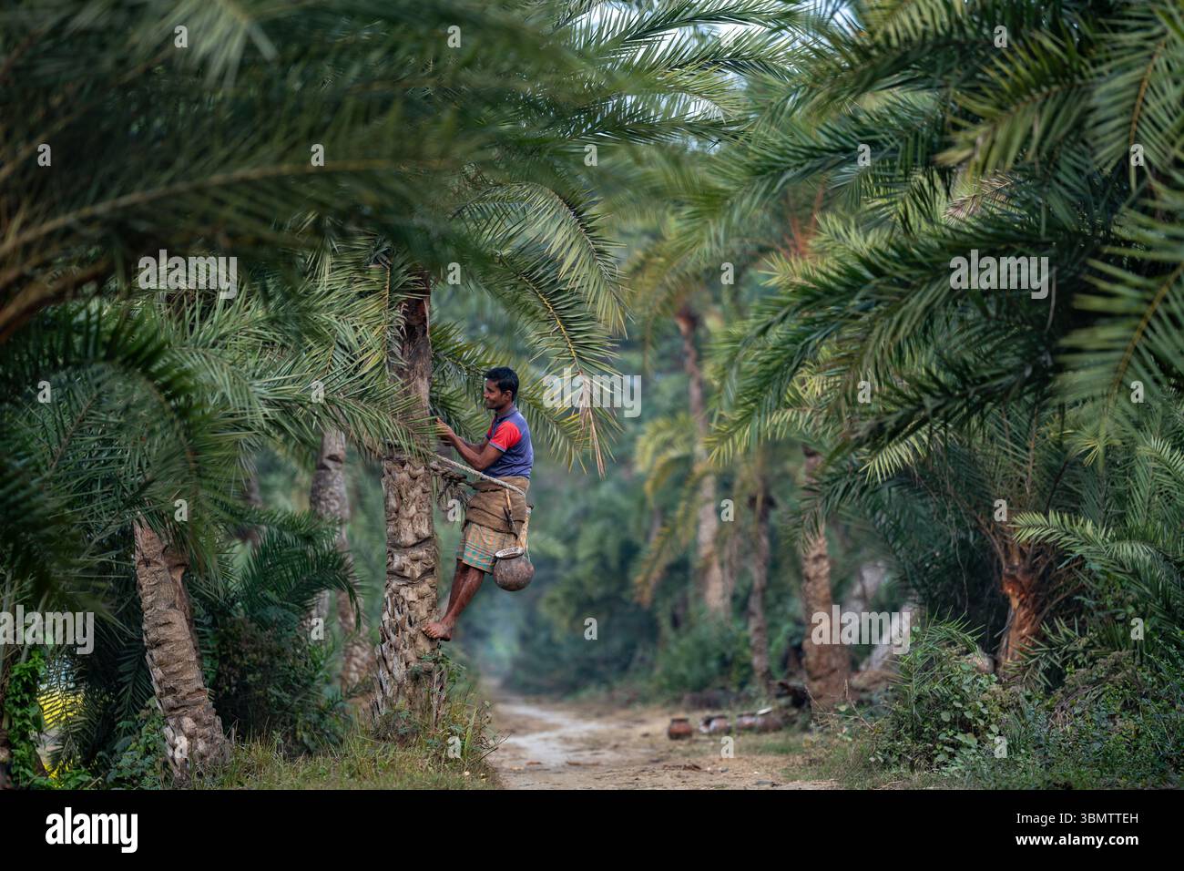 Rural Bengal winter scene of people collecting date palm sap to make ...
