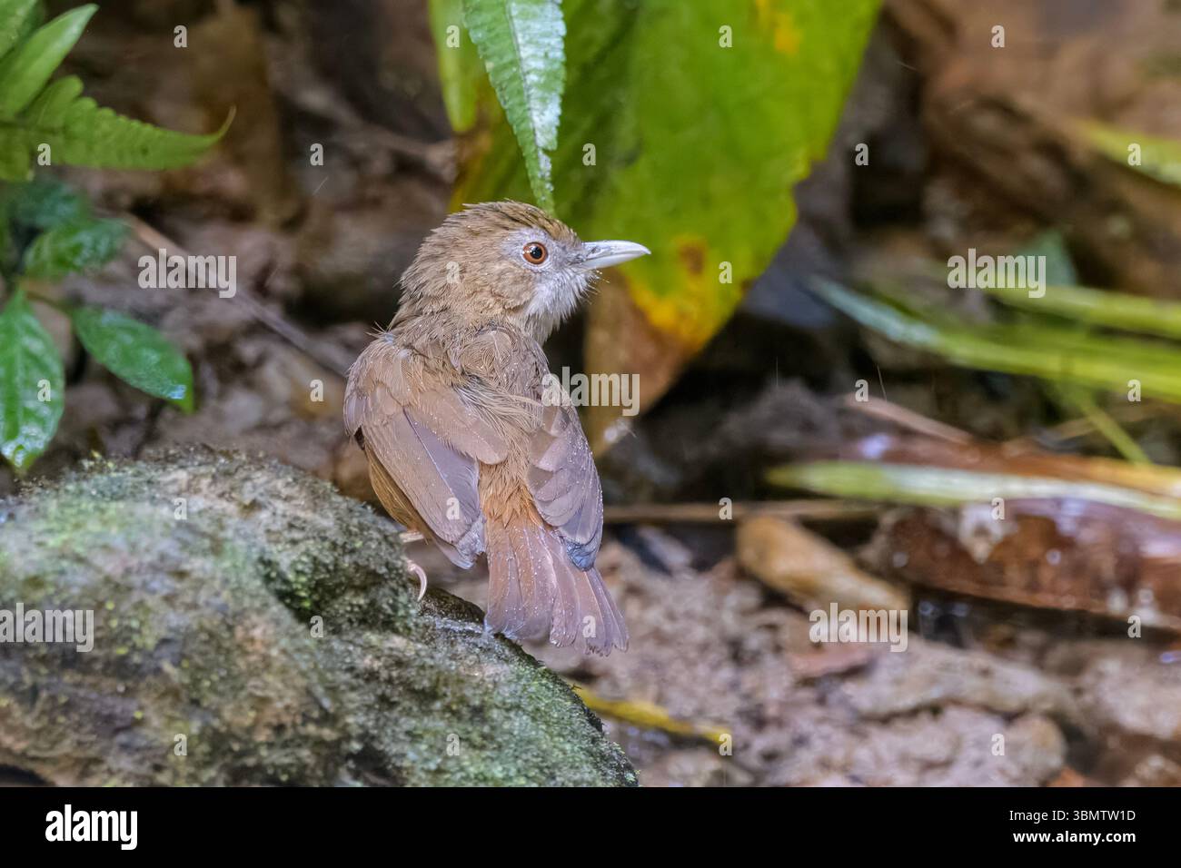 Abbott's babbler (Malacocincla abbotti), a species of bird in the ...