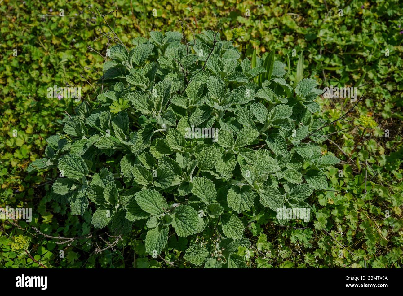 Ballota nigra, The black horehound, is a perennial herb in the family ...