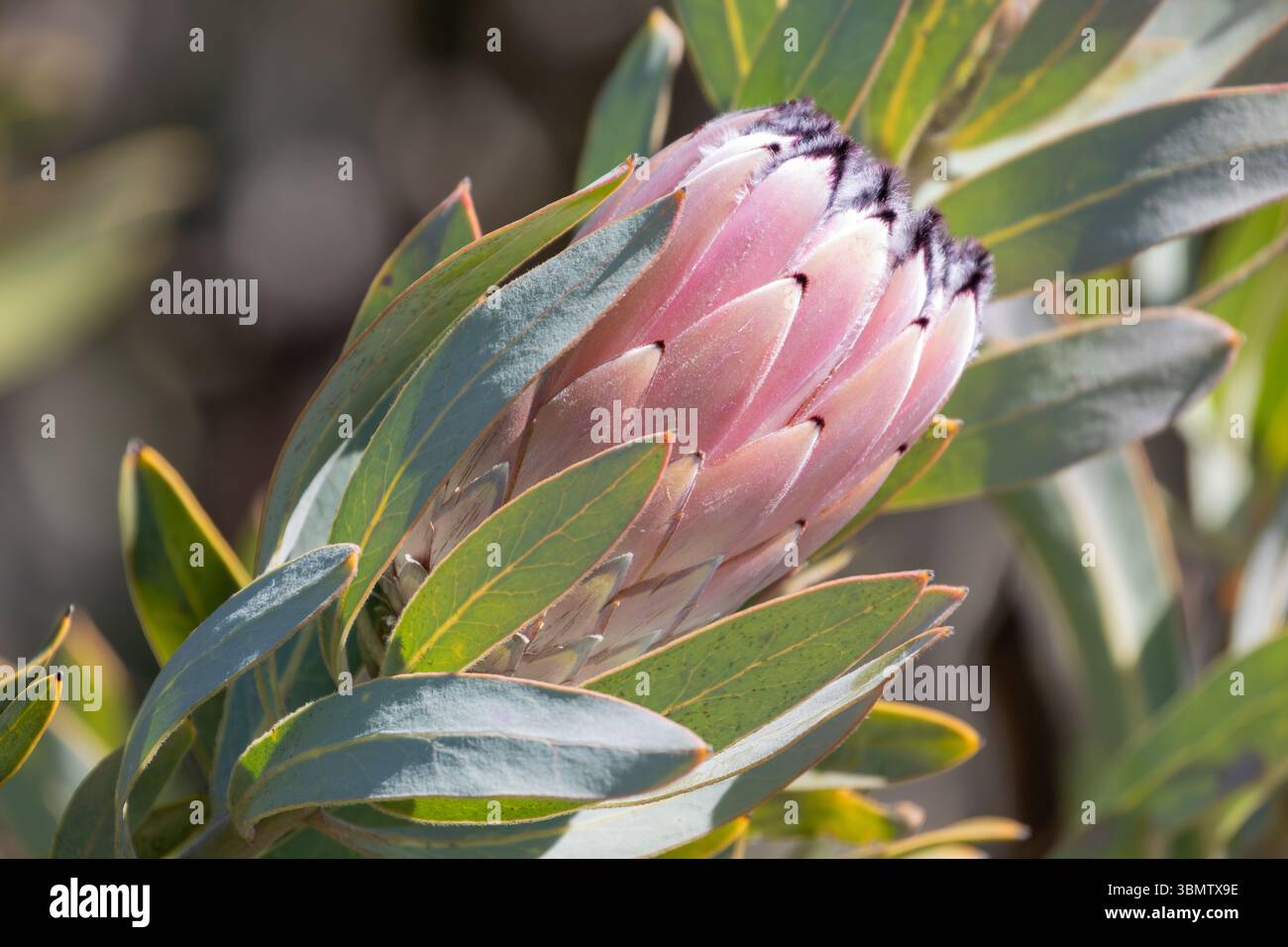 Protea neriifolia, Narrow-leaf Protea, Oleander Leaf Protea, growing wild in fynbos, Hottentots ...