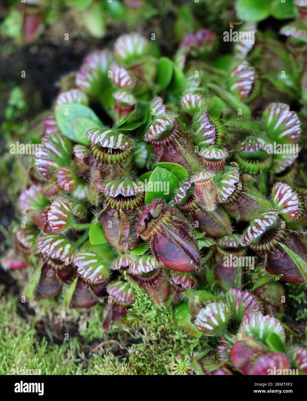 Albany Pitcher Plant, Western Australian Pitcher Plant, Australian ...