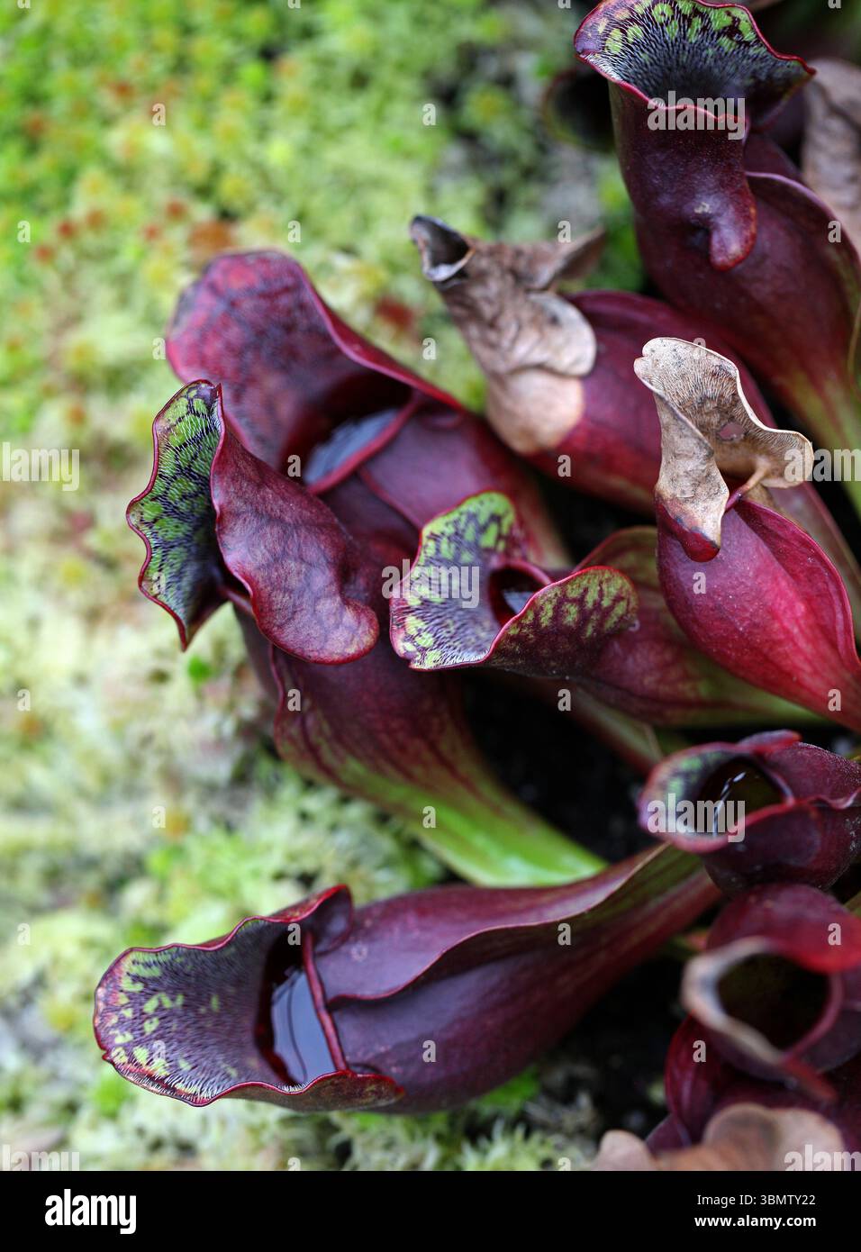 Purple Pitcher Plant, Northern Pitcher Plant, Turtle Socks or Side ...