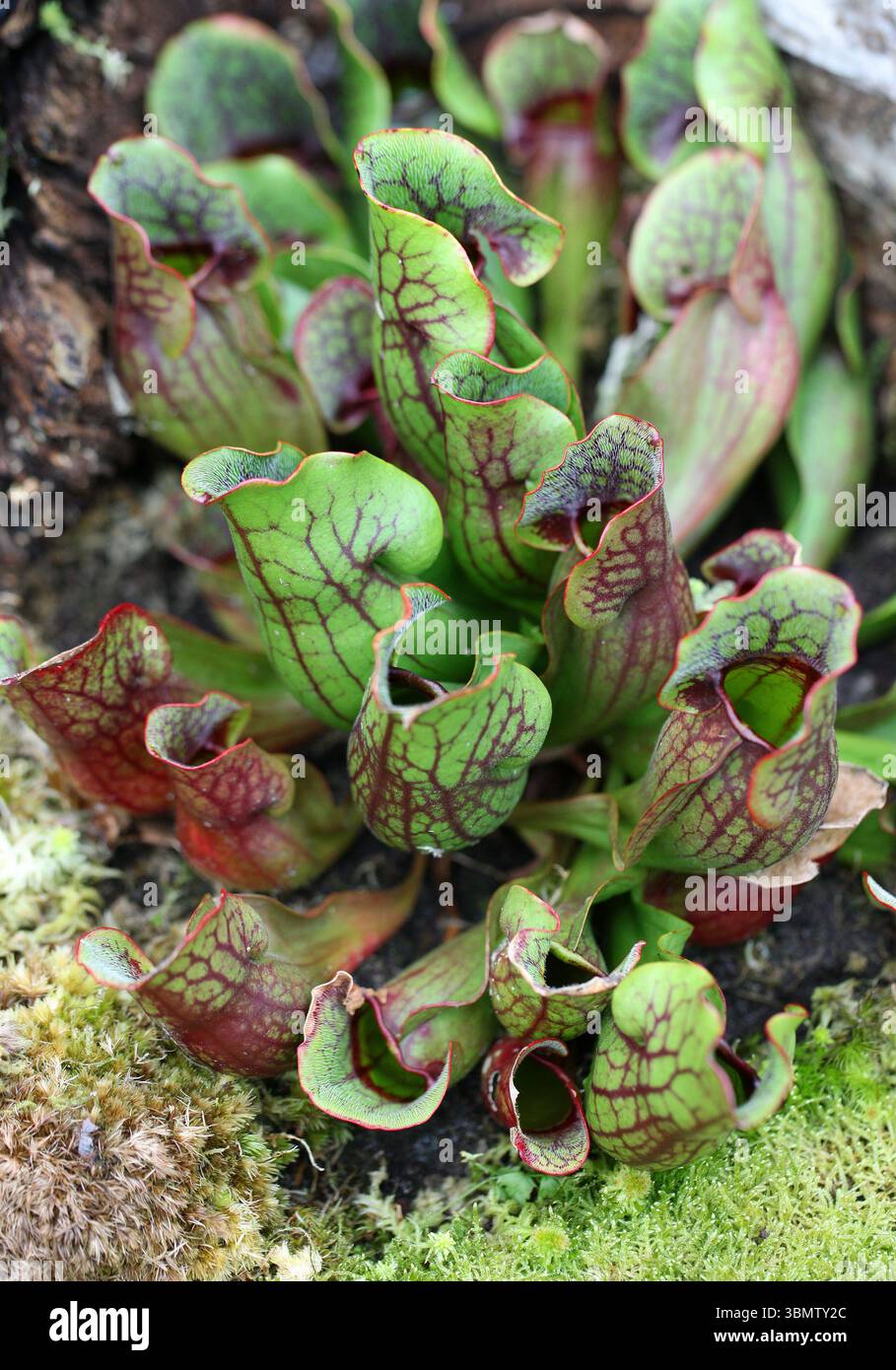 Purple Pitcher Plant, Northern Pitcher Plant, Turtle Socks or Side ...