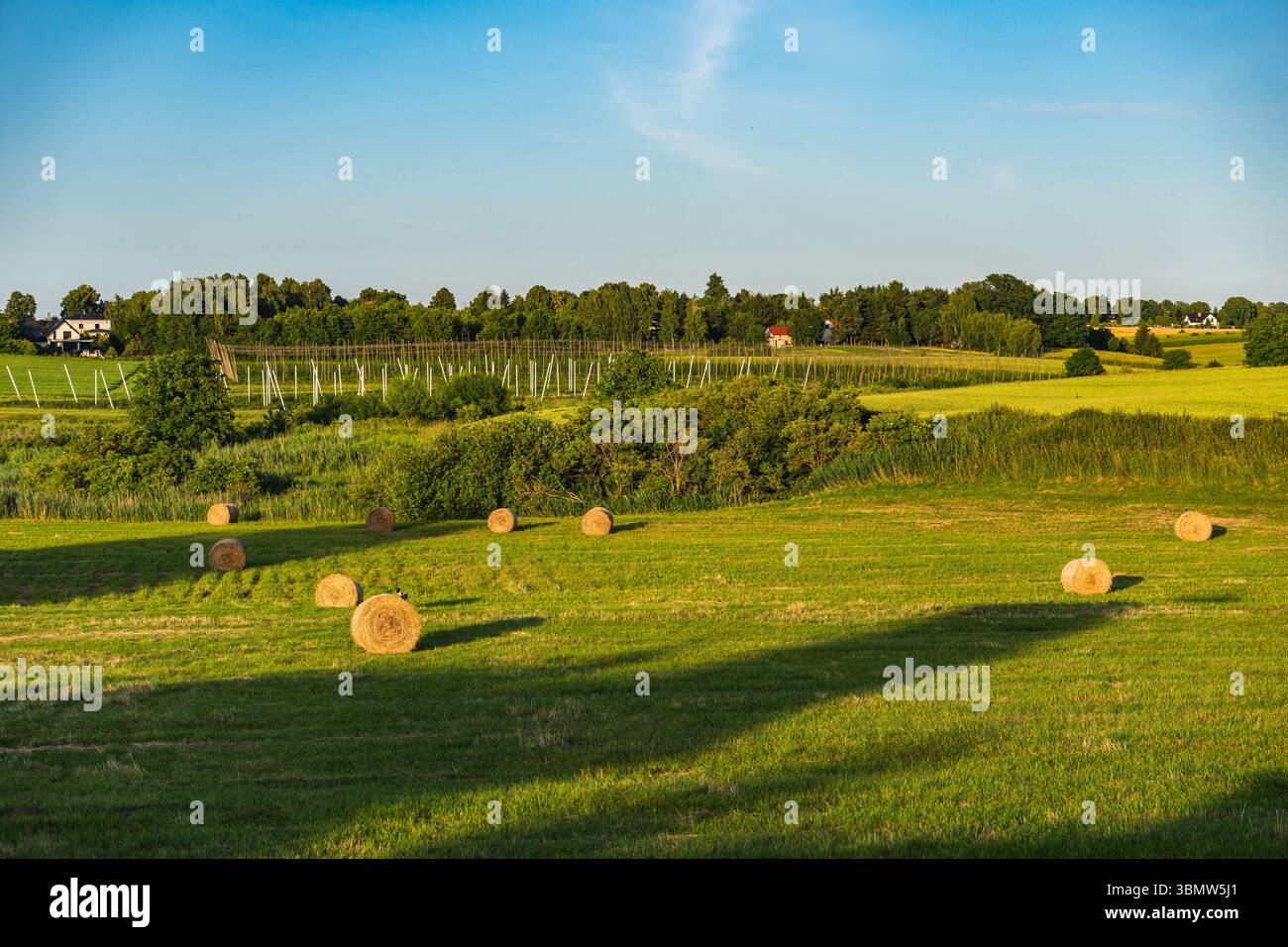 rural landscape of lubelska upland with straw bales and hop plantation ...