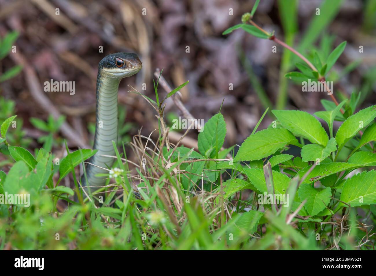 Black Racer. Everglades National Park, Florida Stock Photo - Alamy