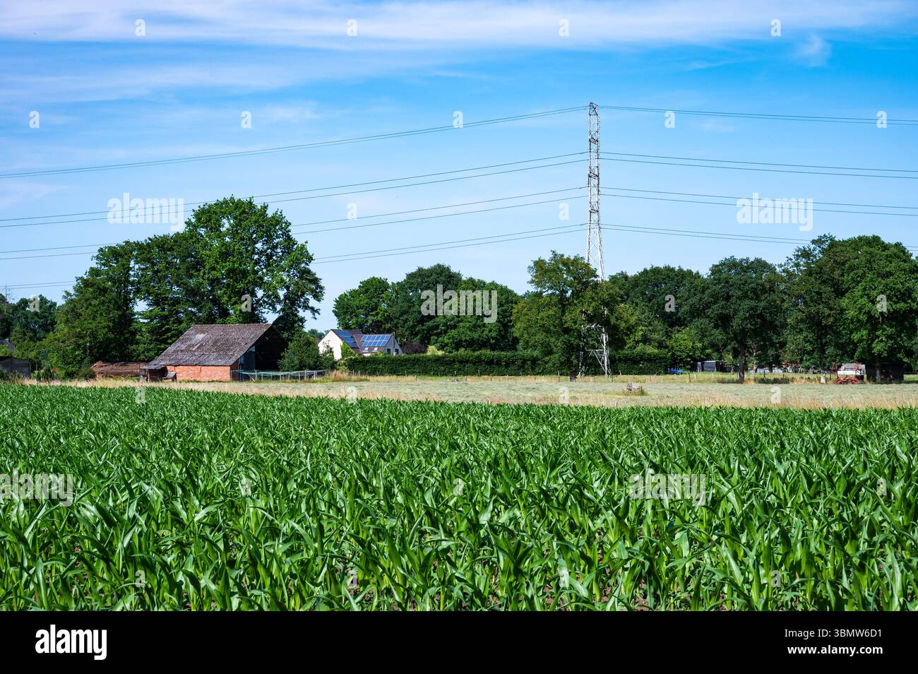 Fresh green corn field and farmhouses at the Oostham, Limburg, Belgium ...