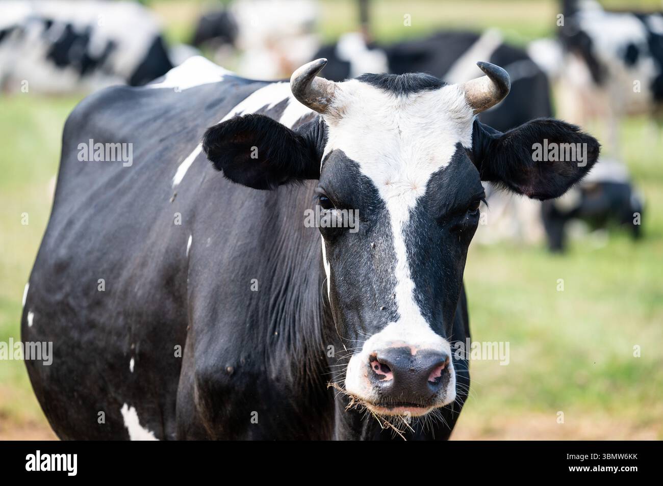 Black and white cow close up, staring on farmland in Rooiaarde ...