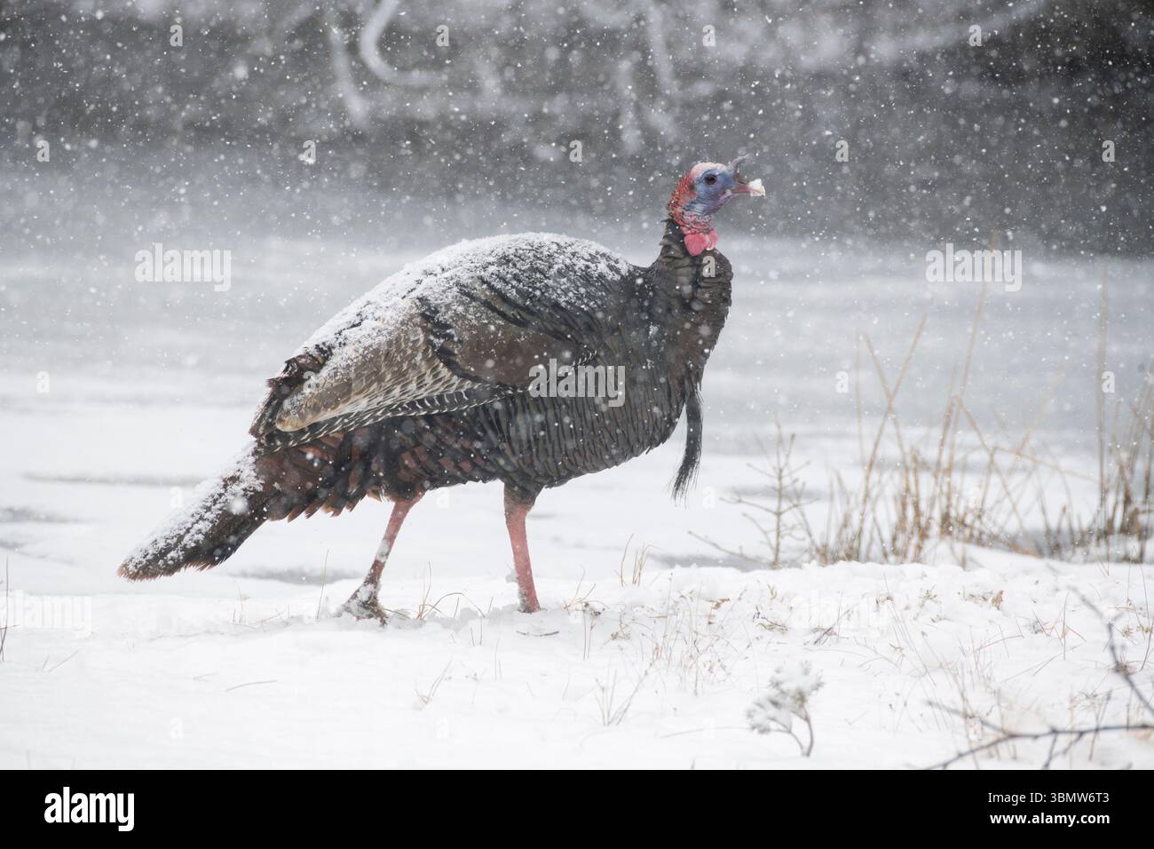 Wild Turkey (Meleagris gallopavo) Tom during an early spring snowfall ...