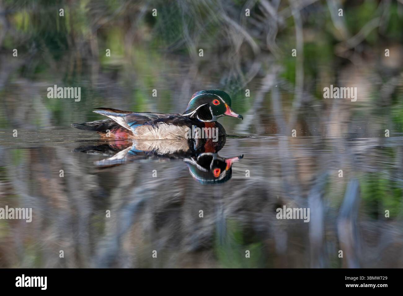 Wood Duck (Aix sponsa). Male in breeding plumage. April in Acadia ...