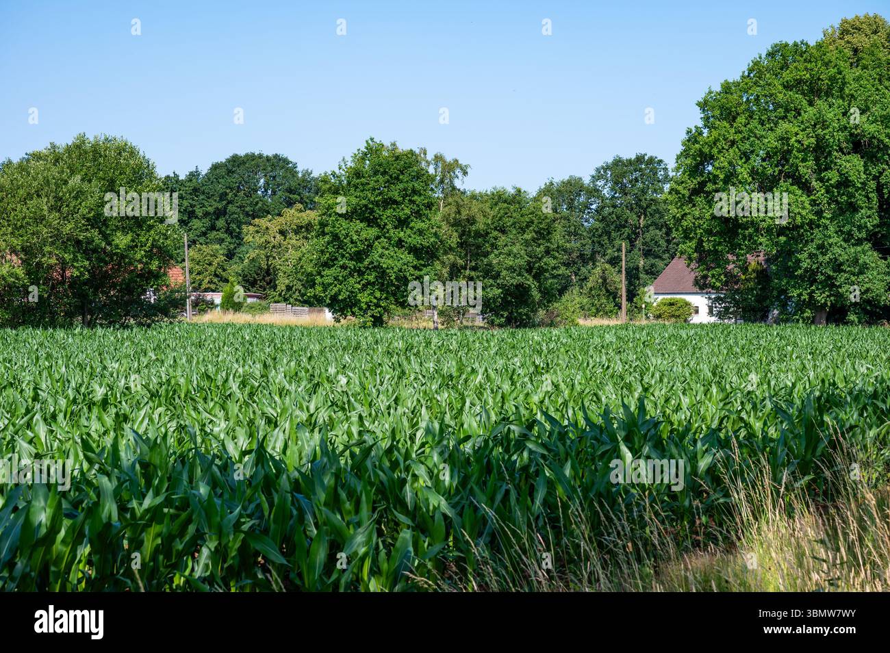 Fresh corn field and houses in Meerhout, Antwerp Province, Belgium 21 ...