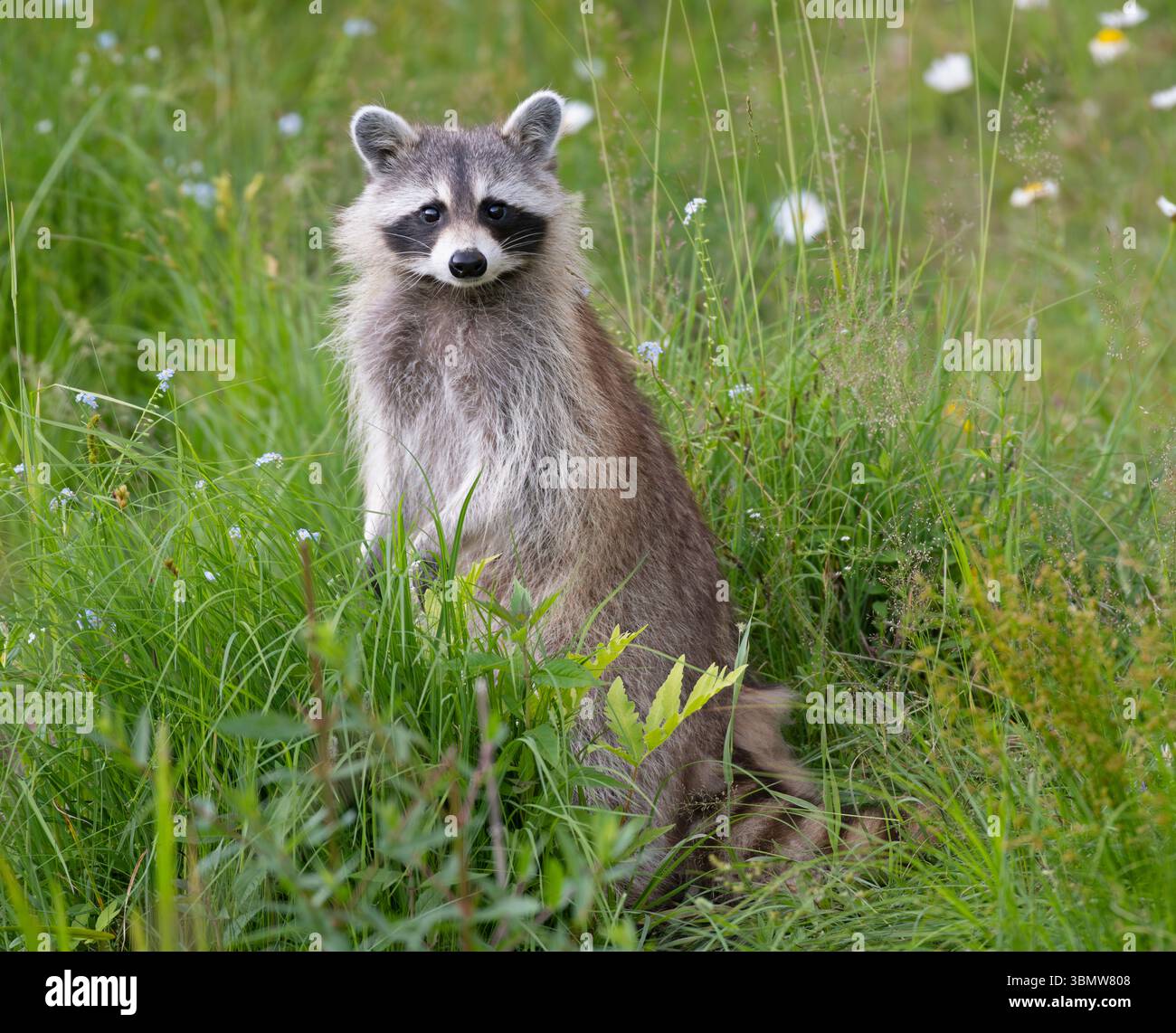 Raccoon (Procyon lotor). Summertime in Acadia National Park, Maine, USA ...