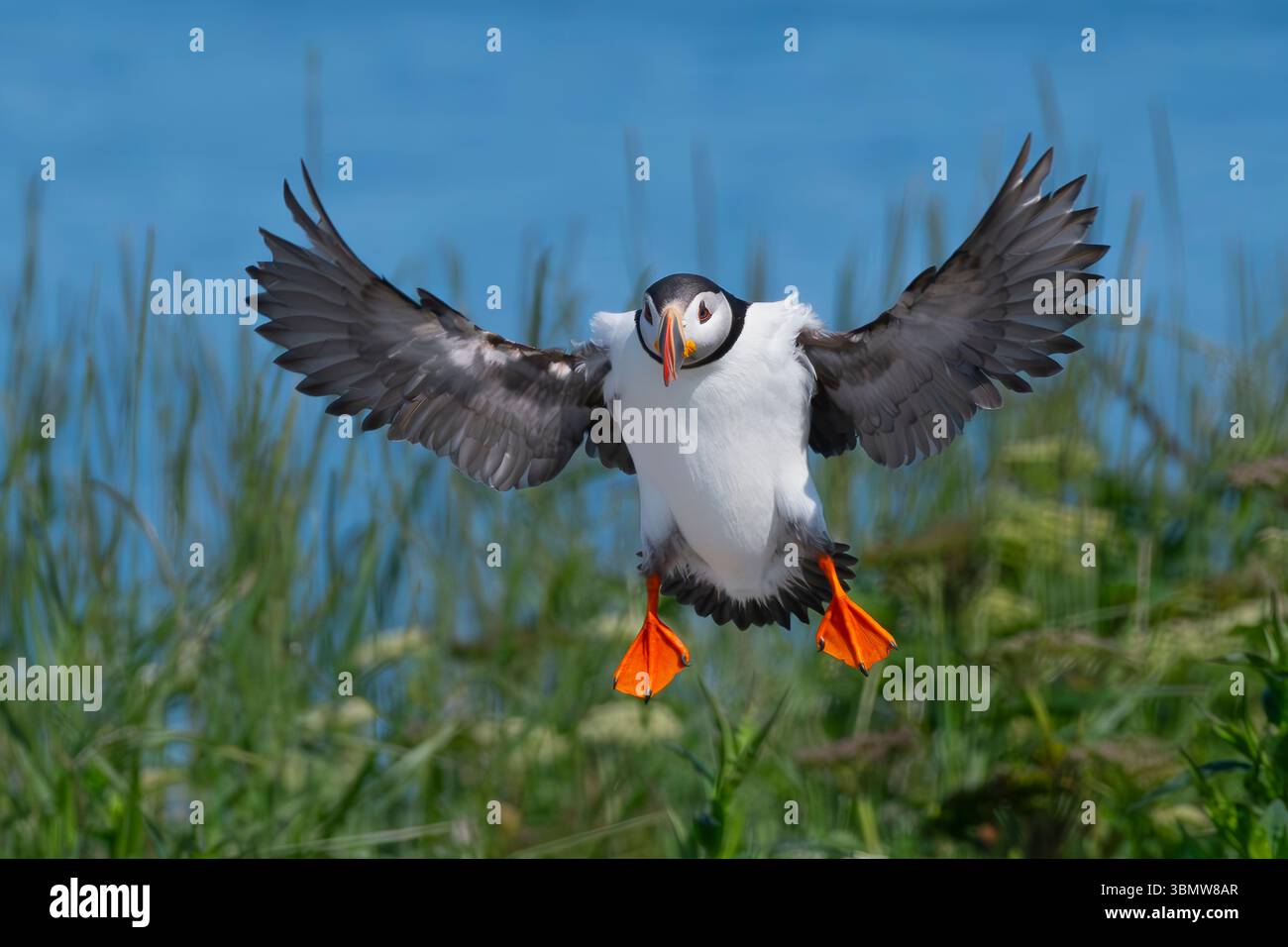 Atlantic Puffin (F. arctica). Machias Seal Island off the coast of ...