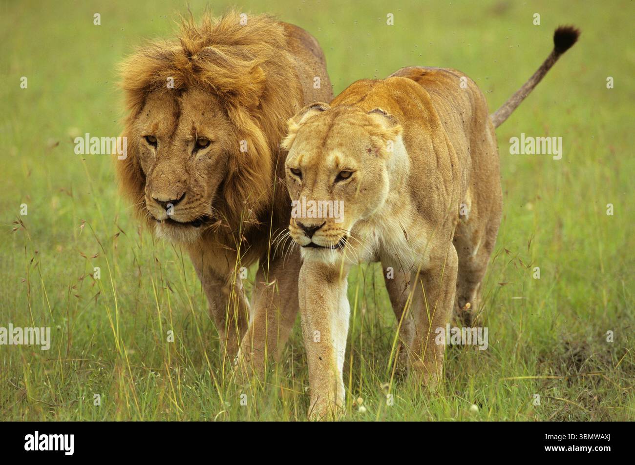 African Lion (Panthera leo) mates. January in Masai Mara National ...