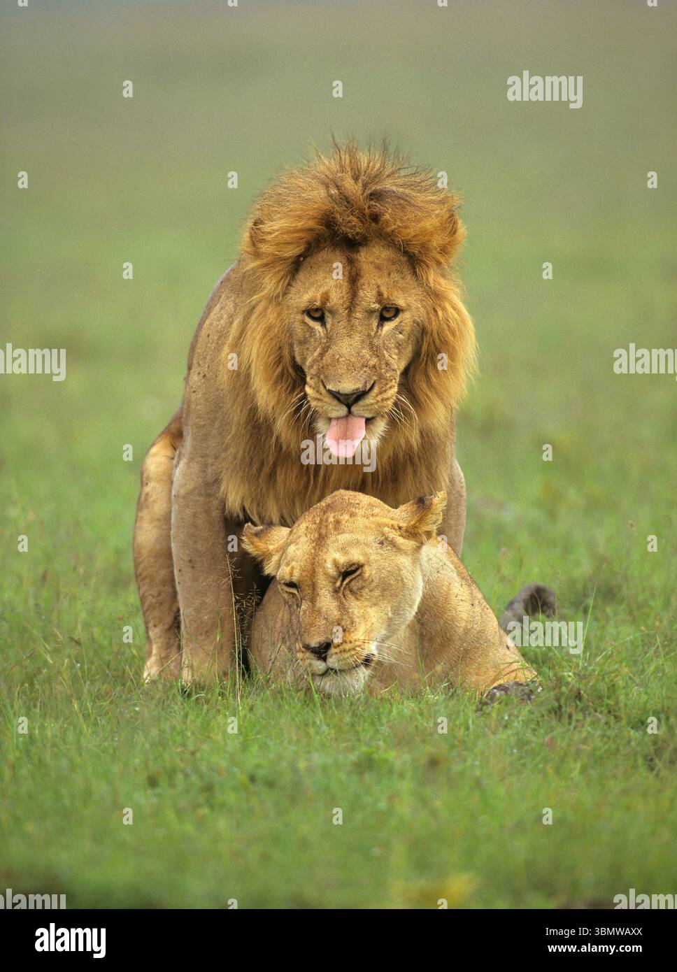 African Lion (Panthera leo) mates. January in Masai Mara National ...