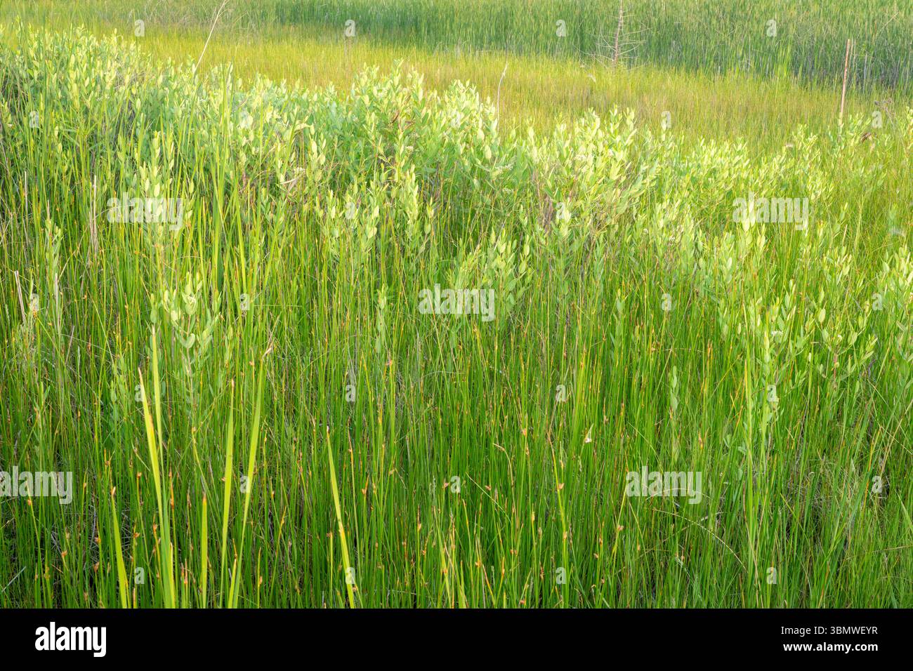grass, reeds and shrubs, nature background of wetland or swamp, summer ...
