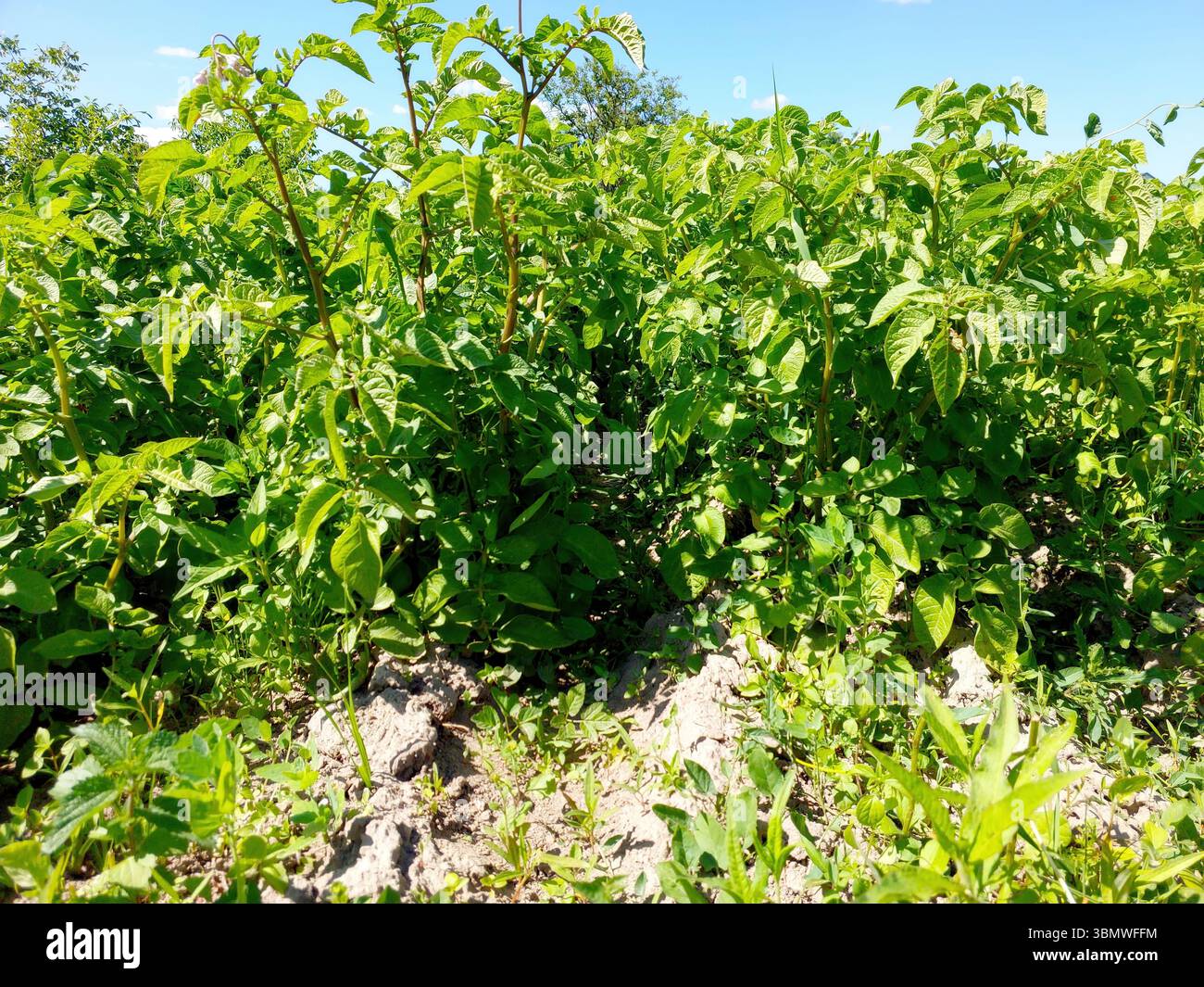 Healthy potato plants thrive in a garden, showcasing vibrant green leaves against the sandy soil ...