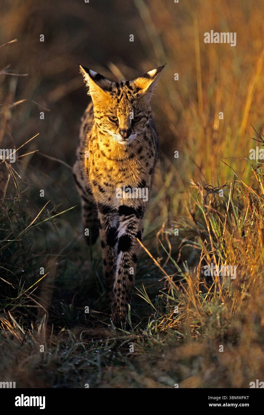 Serval Cat (Laptailurus serval) at sunset. Masai Mara National Reserve ...