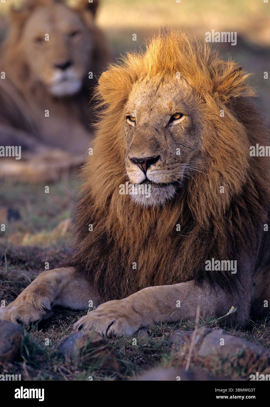 Mature male African Lion (Panthera leo). Masai Mara National Reserve ...