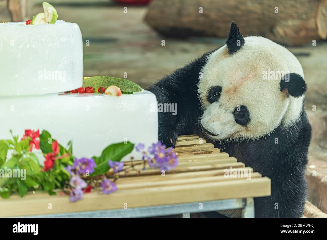 NANNING, CHINA - JUNE 28, 2025 - The 9th birthday celebration of the ...