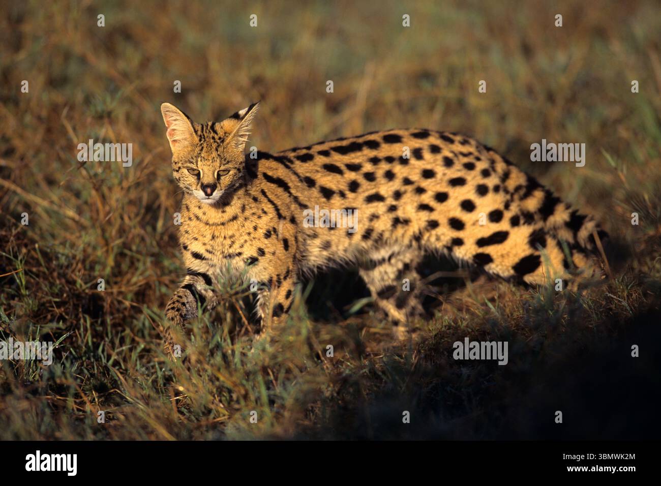 Serval Cat (Laptailurus serval) at sunset. Masai Mara National Reserve ...