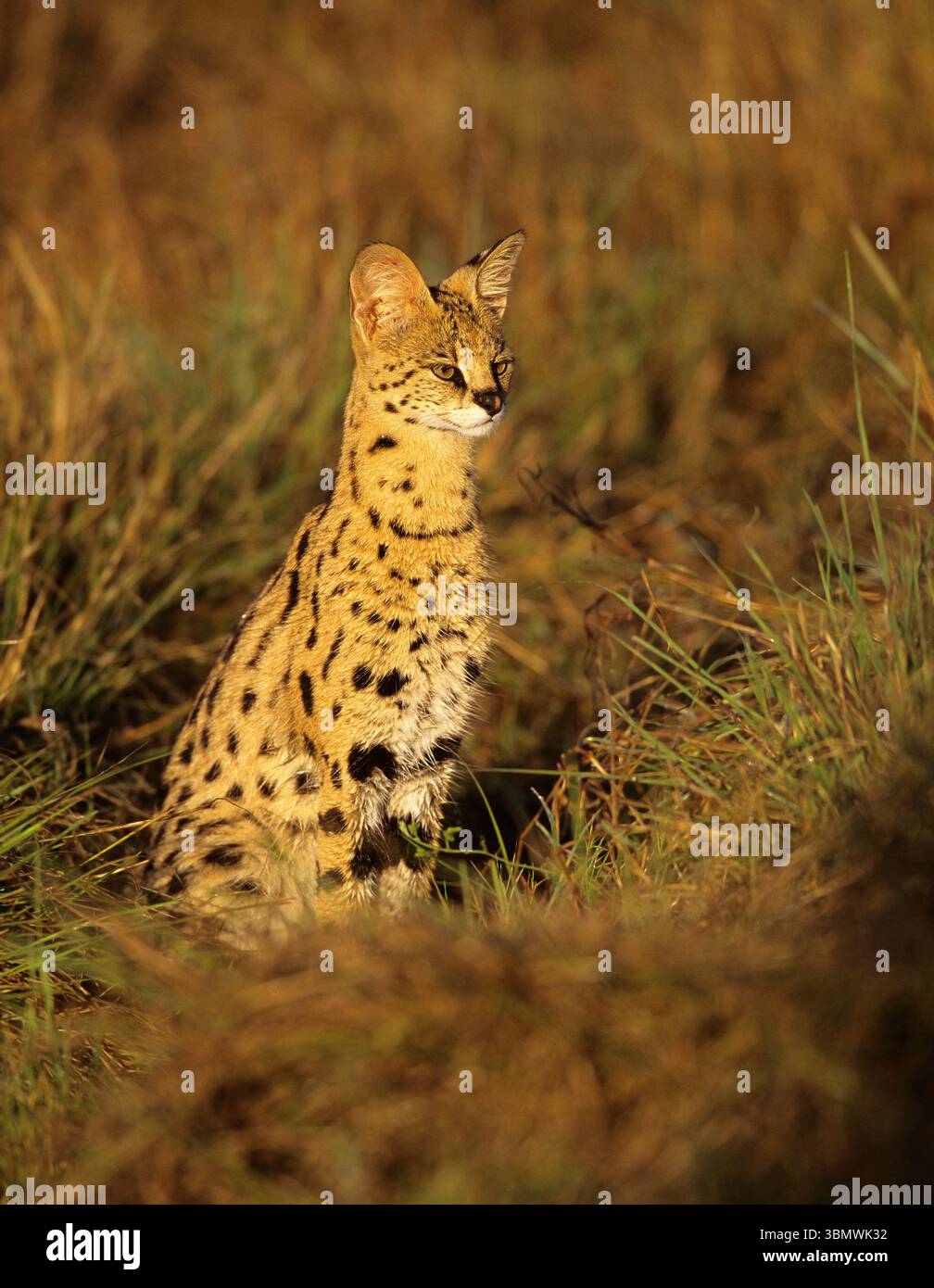 Serval Cat (Laptailurus serval) at sunset. Masai Mara National Reserve ...