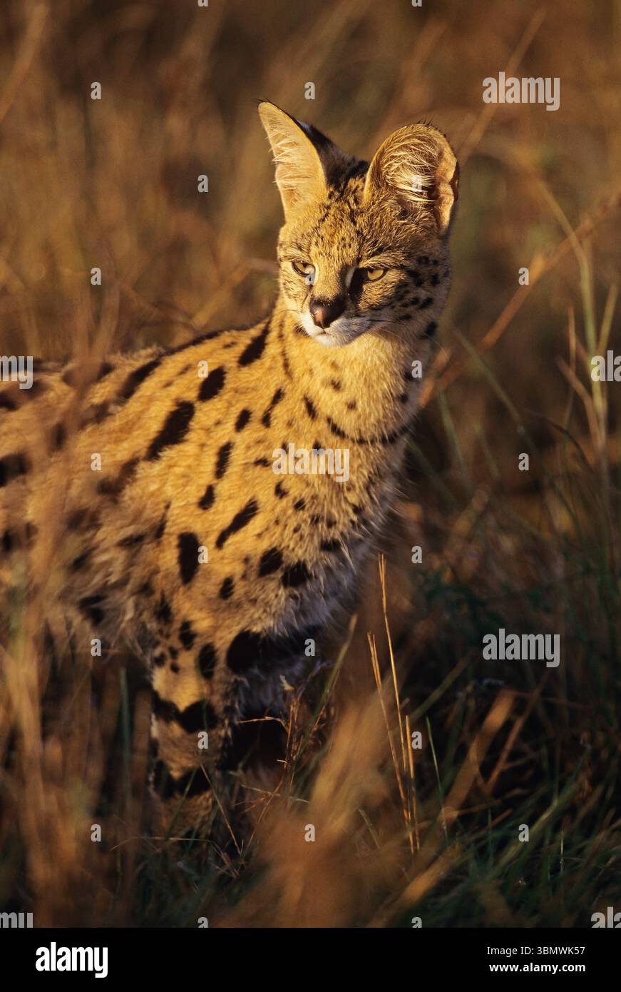 Serval Cat (Laptailurus serval) at sunset. Masai Mara National Reserve ...