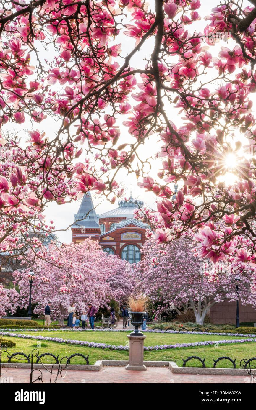Saucer magnolias at Smithsonian Castle's Enid A. Haupt garden burst ...