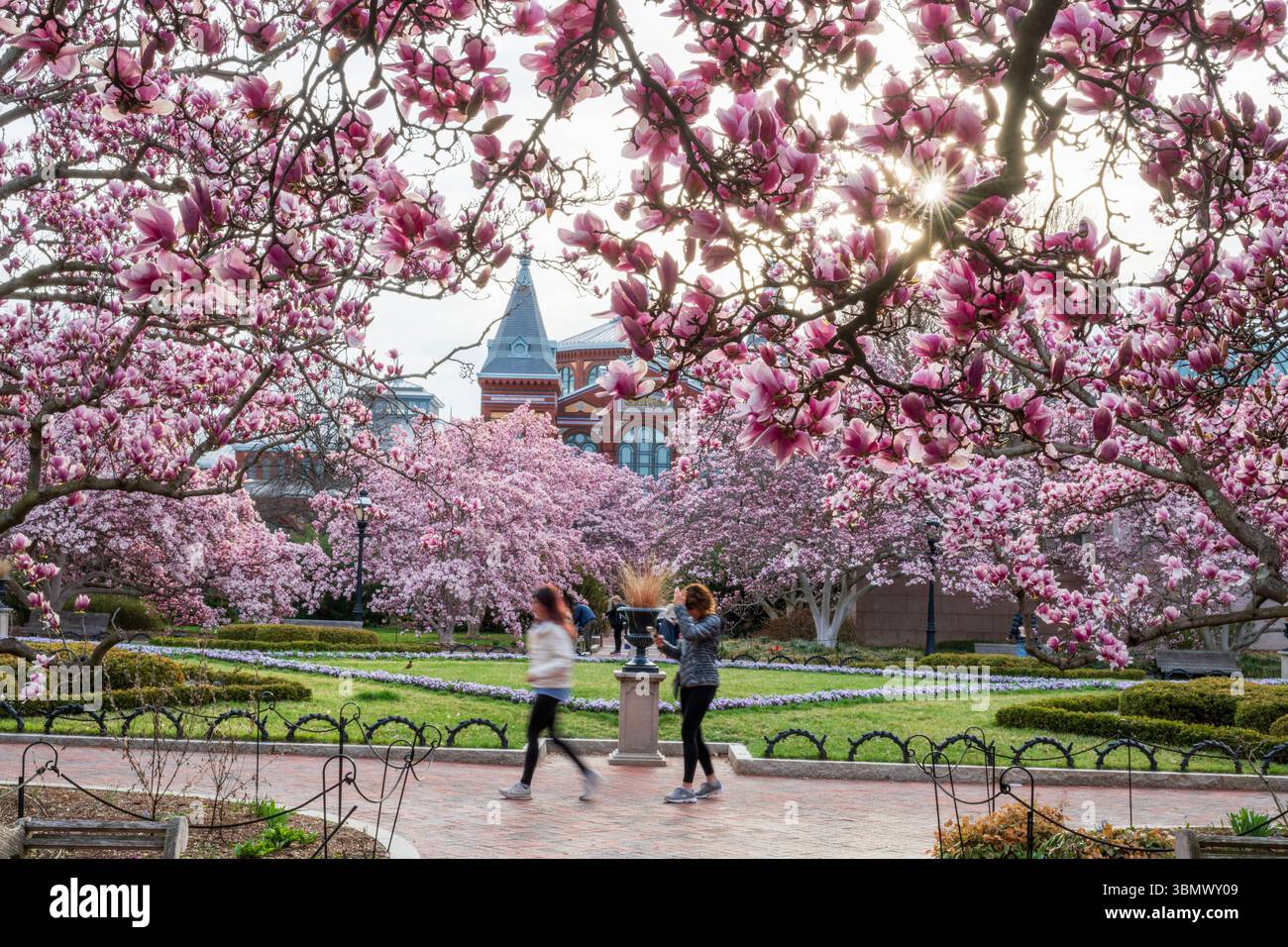 Saucer magnolias at Smithsonian Castle's Enid A. Haupt garden burst ...