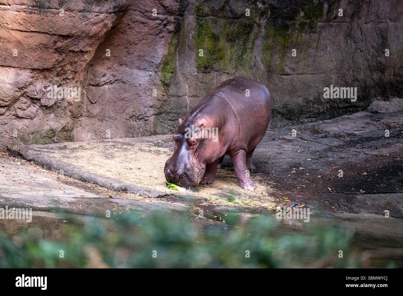Common Hippopotamus (Hippopotamus amphibius Stock Photo - Alamy
