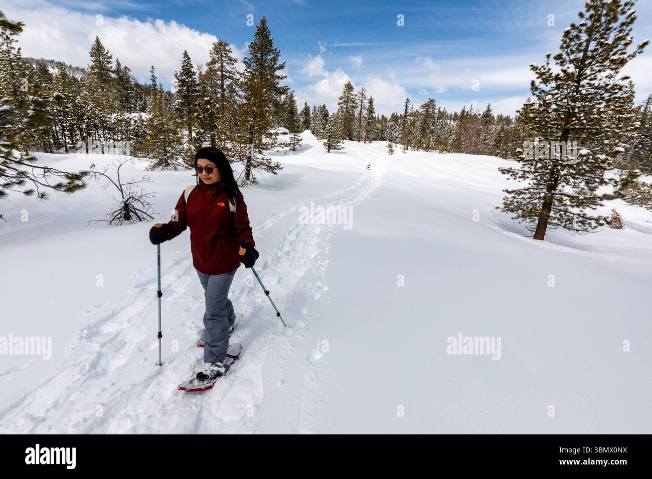Murphy, USA - March 25, 2023: Female hiker snowshoe past redwoods in ...