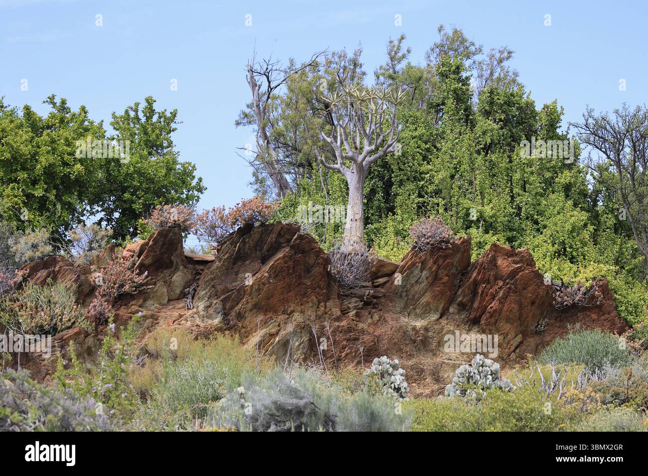 Karoo Desert National Botanical Garden, landscape, in spring, semi ...