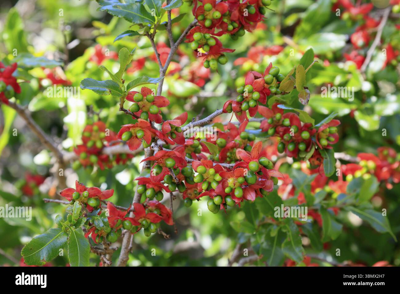 Ochna gamostigmata Du Toit, flower, flowering, shrub, Kirstenbosch ...