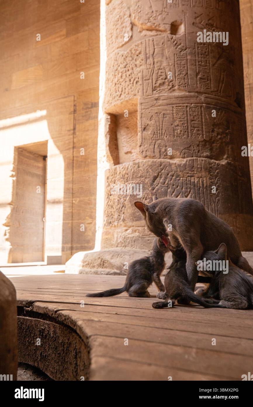Mother cat tends to kittens at the base of a hieroglyph covered column ...
