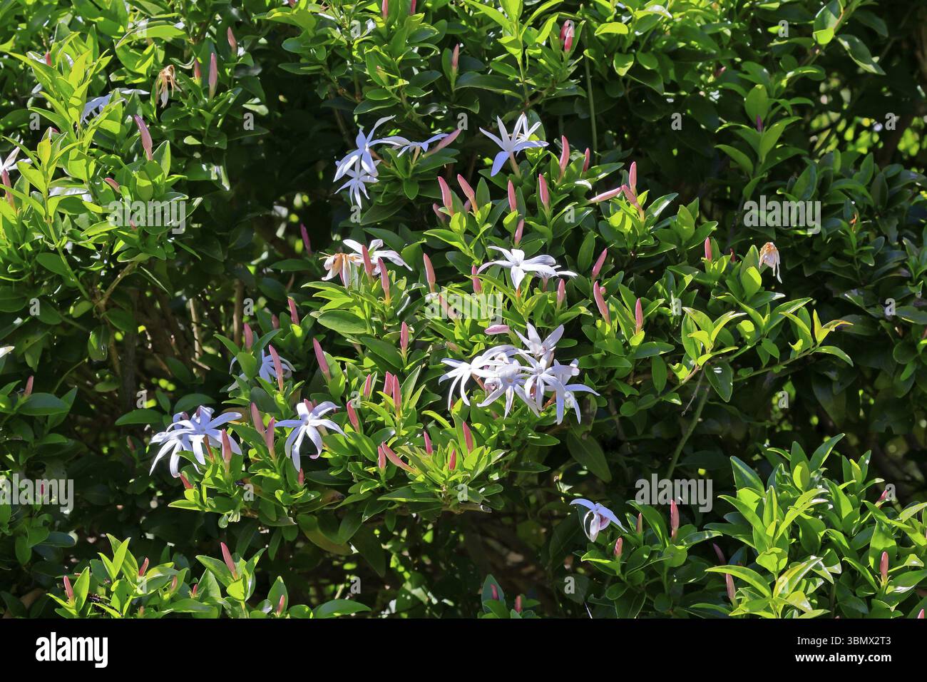 African jasmine (Jasminum multipartitum), flower, in bloom ...