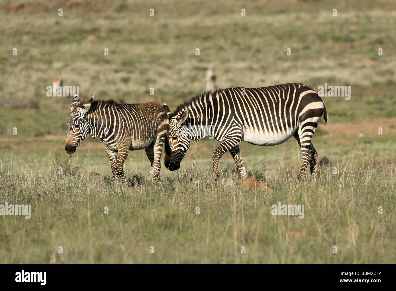 Cape Mountain Zebra (Equus zebra zebra), adult, female, mother, young ...