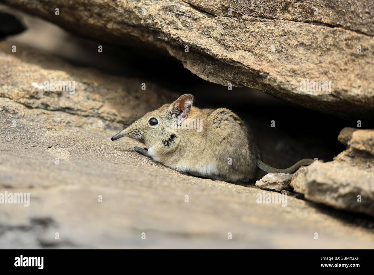 Short-eared elephant shrew (Macroscelides probosideus), adult, foraging ...