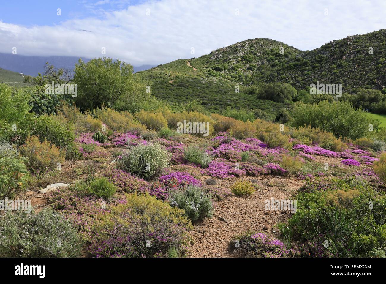 Karoo Desert National Botanical Garden, landscape, in spring, semi ...