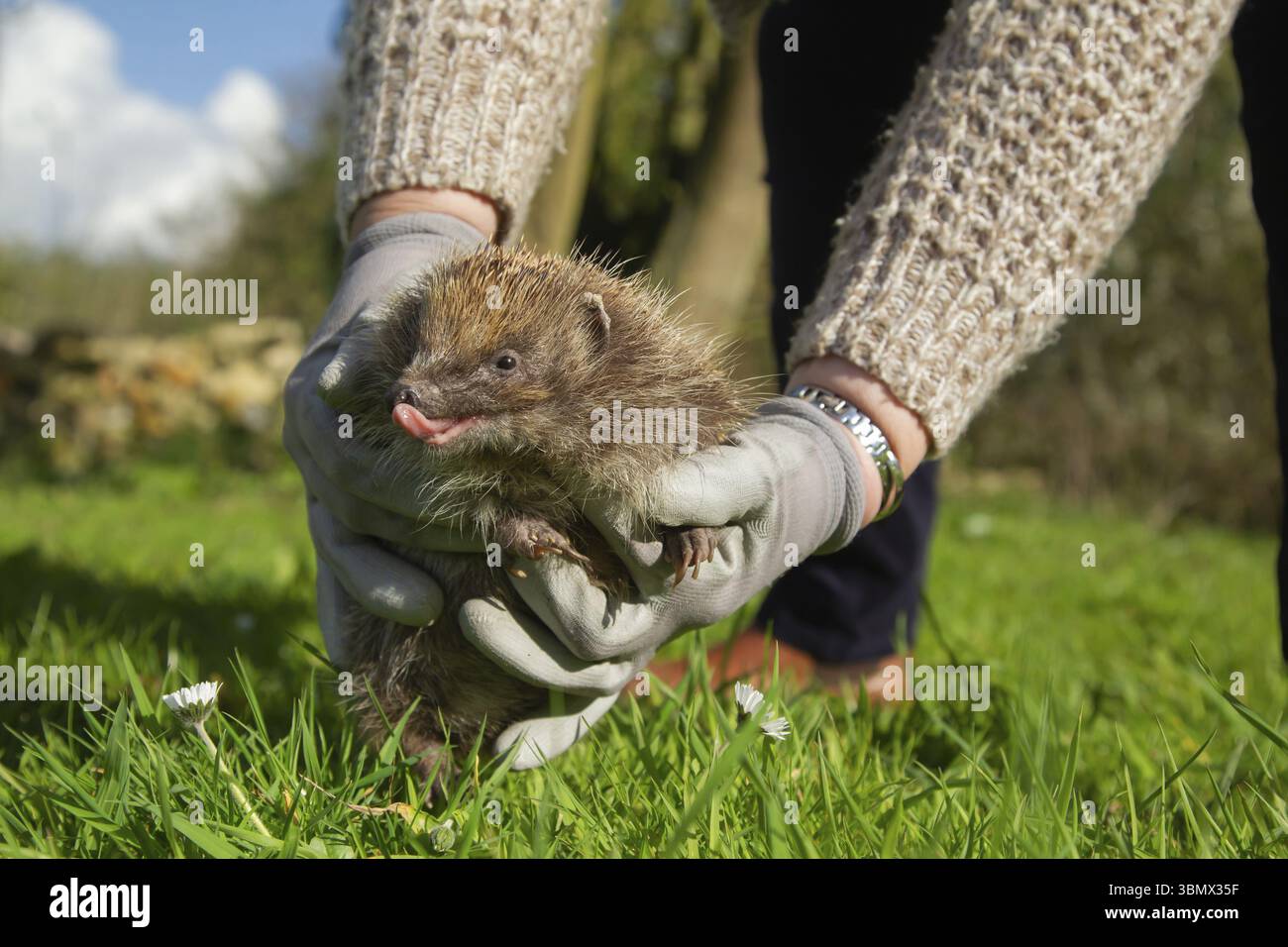 European hedgehog (Erinaceus europaeus) adult animal being released by ...