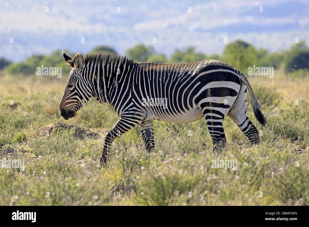 Cape Mountain Zebra (Equus zebra zebra), adult, foraging, Mountain ...