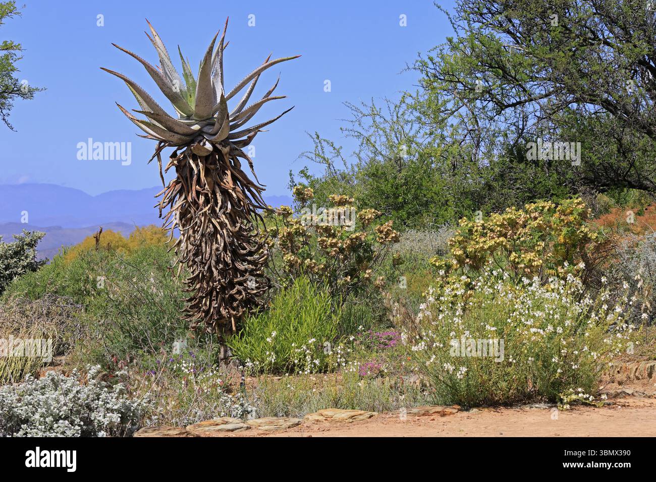 Cape Aloe, Aloe ferox, plant, Karoo Desert Botanic Garden, Worcester ...
