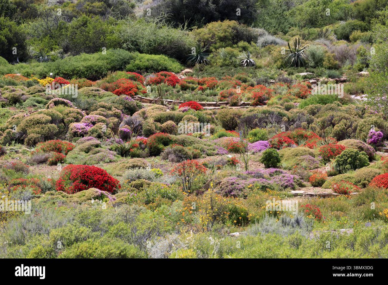 Karoo Desert National Botanical Garden, landscape, in spring, semi ...