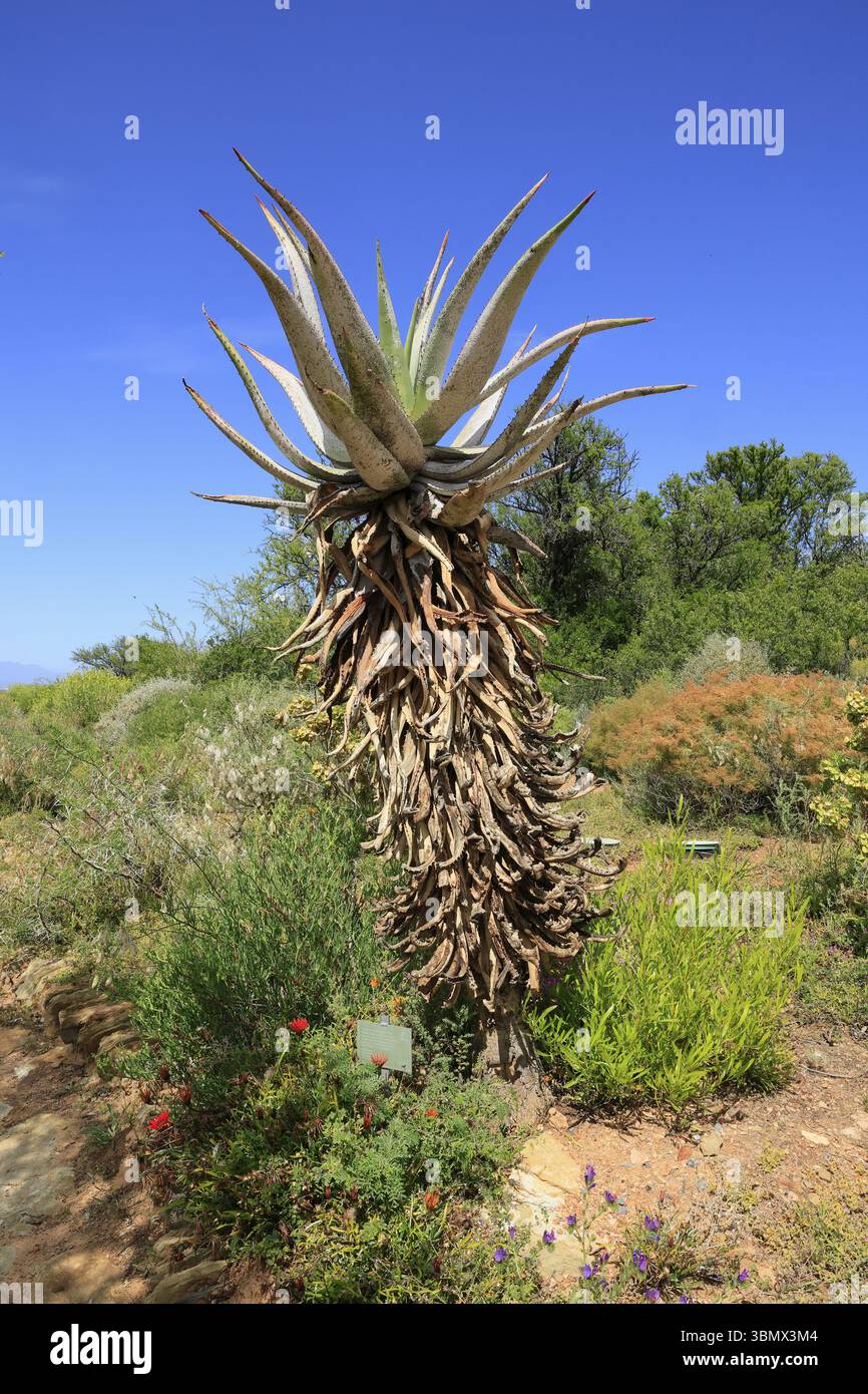 Cape Aloe, Aloe ferox, plant, Karoo Desert Botanic Garden, Worcester ...