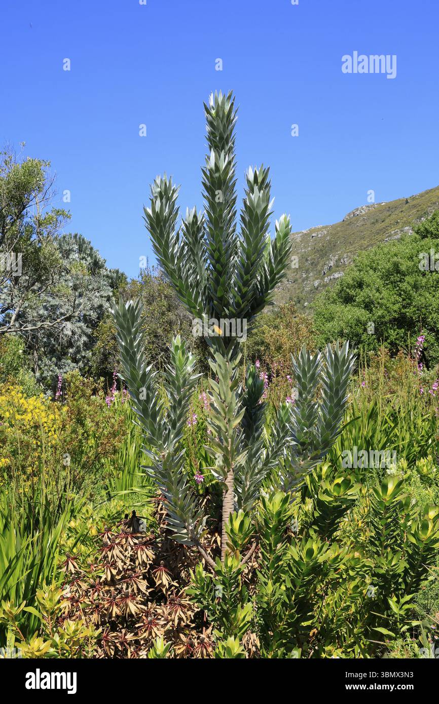 Silver tree (Leucadendron argenteum), flowering, flowers, Kirstenbosch ...