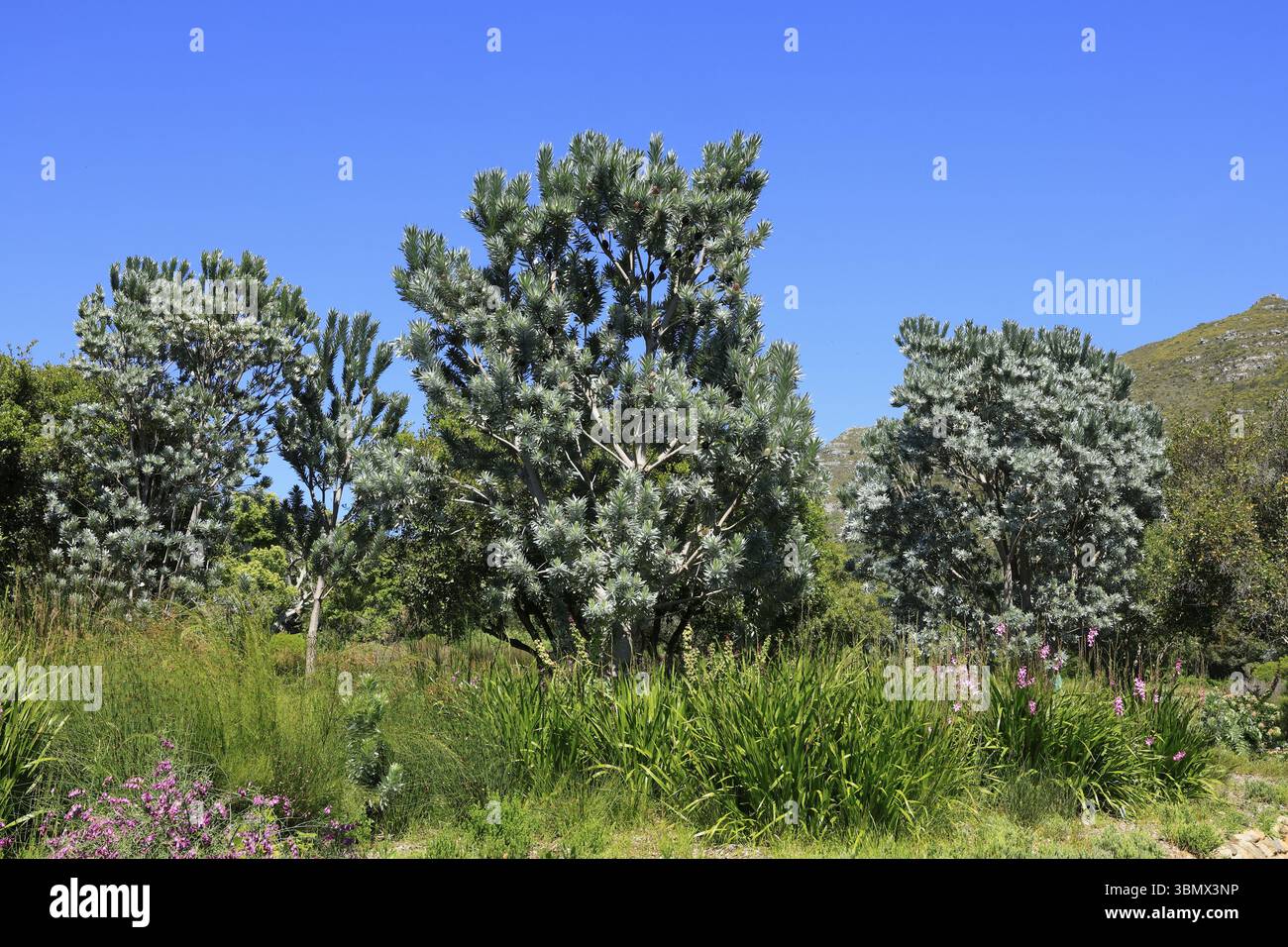 Silver tree (Leucadendron argenteum), flowering, flowers, Kirstenbosch ...