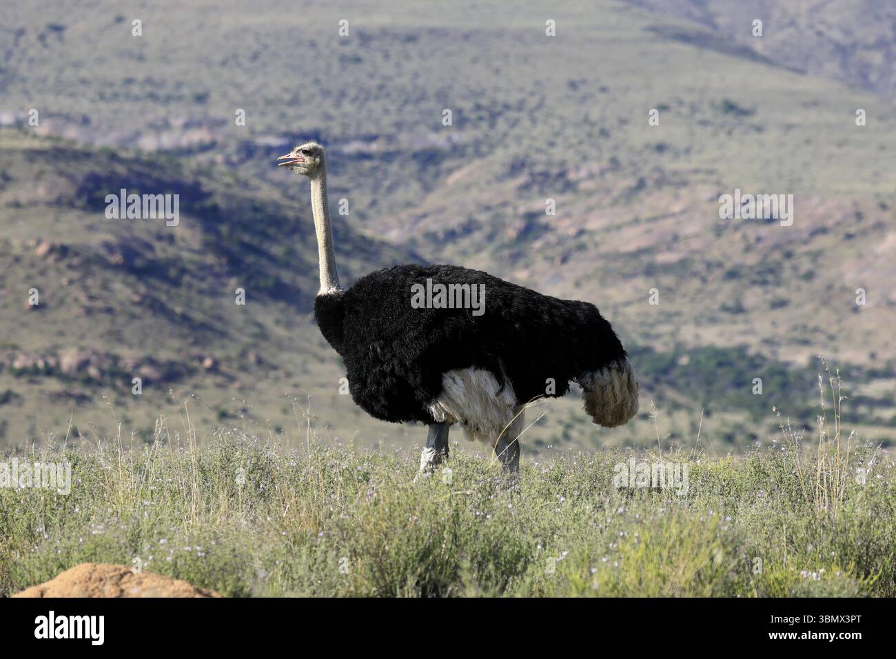 South African ostrich (Struthio camelus australis), adult, male ...