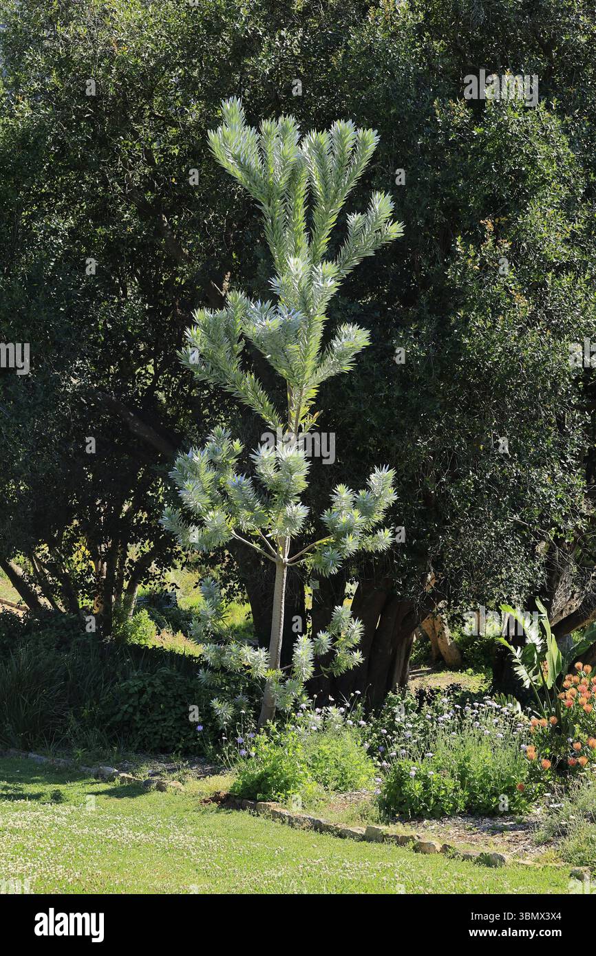 Silver tree (Leucadendron argenteum), flowering, flowers, Kirstenbosch ...